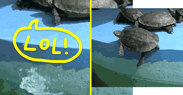 20 Times Animals Were Rude As Hell To Each Other