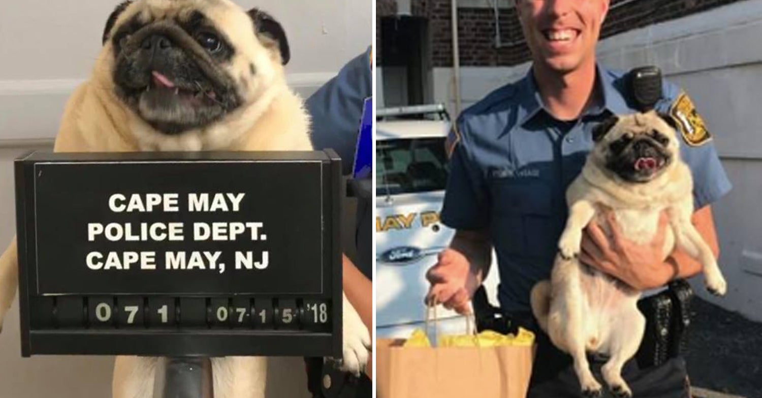 A Pug Was Arrested In New Jersey, And Just Look At His Pugshot