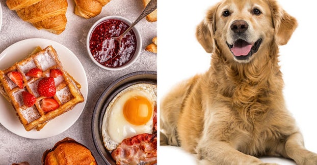 Your Breakfast Choices Will Reveal What Breed Of Dog You Are