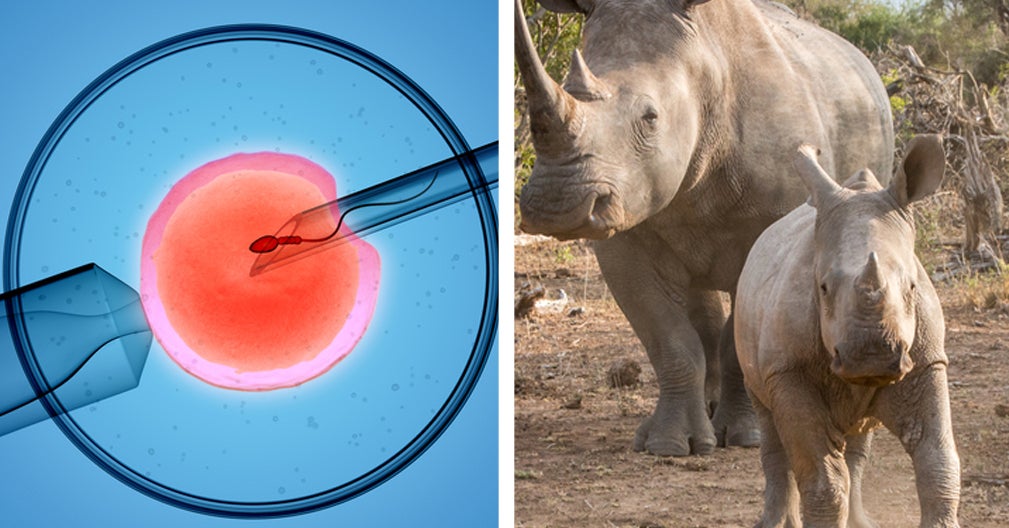 rhino embryo development