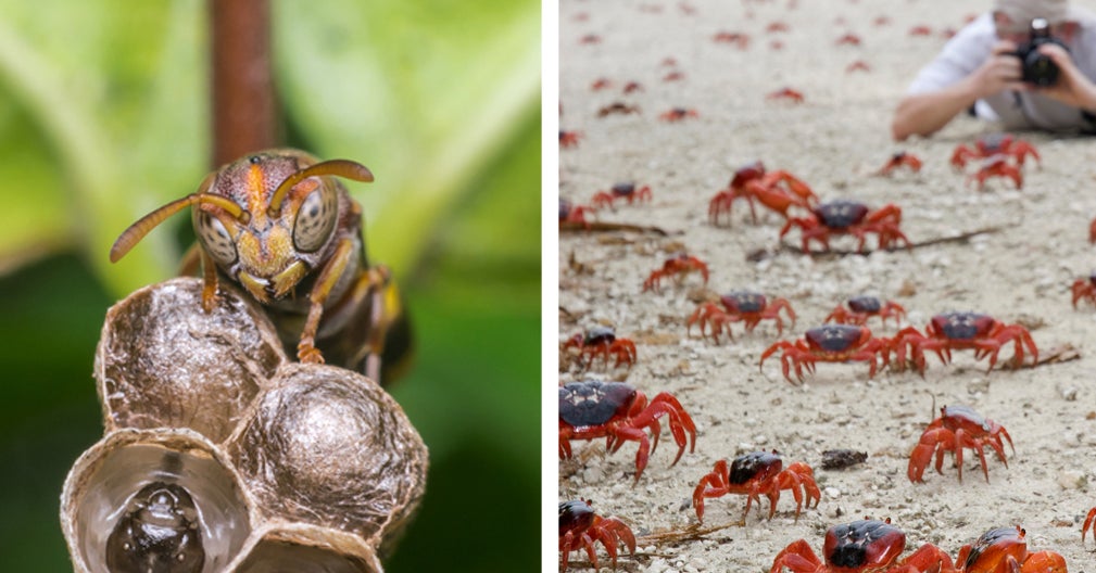 The Christmas Island Crabs Are Being Killed By Crazy Ants – Now ...