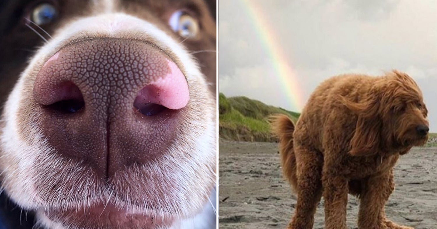 18 Very Good Dog Instagrams Everyone Should Be Required By Law To Follow