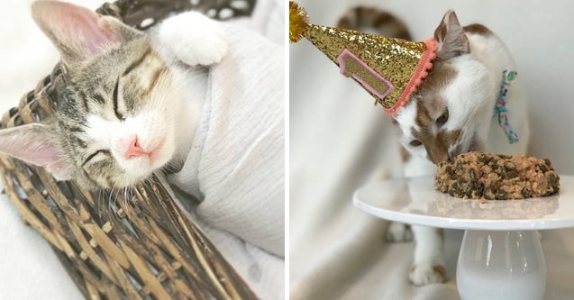 17 Cat Owners Who Set The Bar Extremely High
