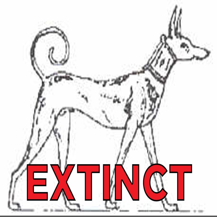 These Extinct Dog Breeds Were The Goodest Boyes Of Yesteryear