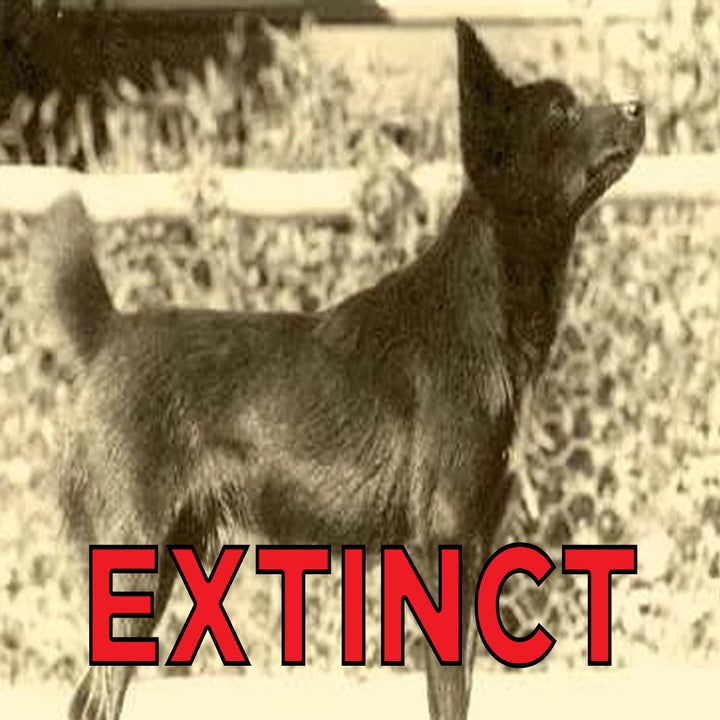 These Extinct Dog Breeds Were The Goodest Boyes Of Yesteryear