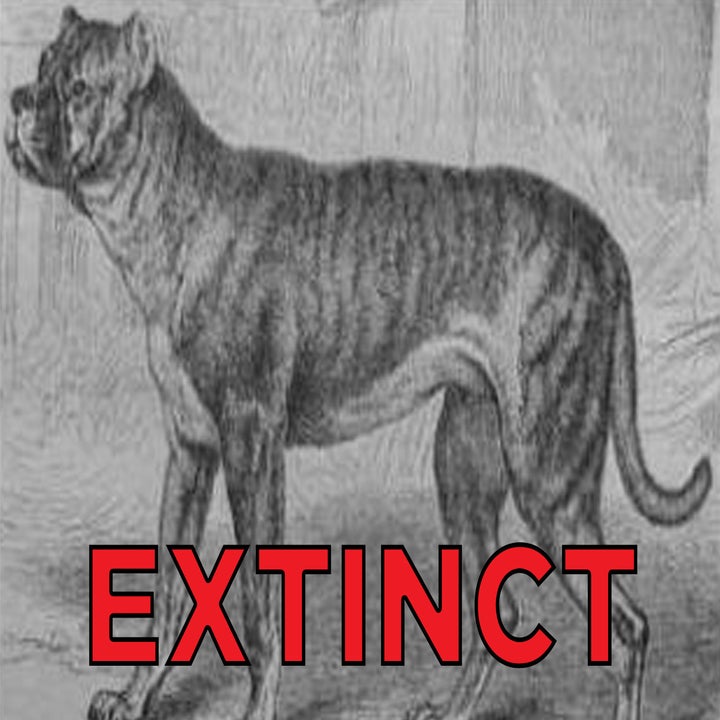 These Extinct Dog Breeds Were The Goodest Boyes Of Yesteryear