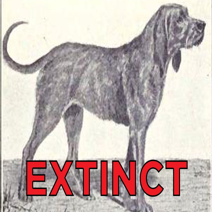 These Extinct Dog Breeds Were The Goodest Boyes Of Yesteryear