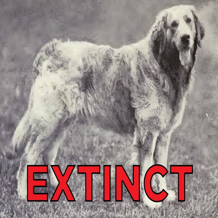 These Extinct Dog Breeds Were The Goodest Boyes Of Yesteryear