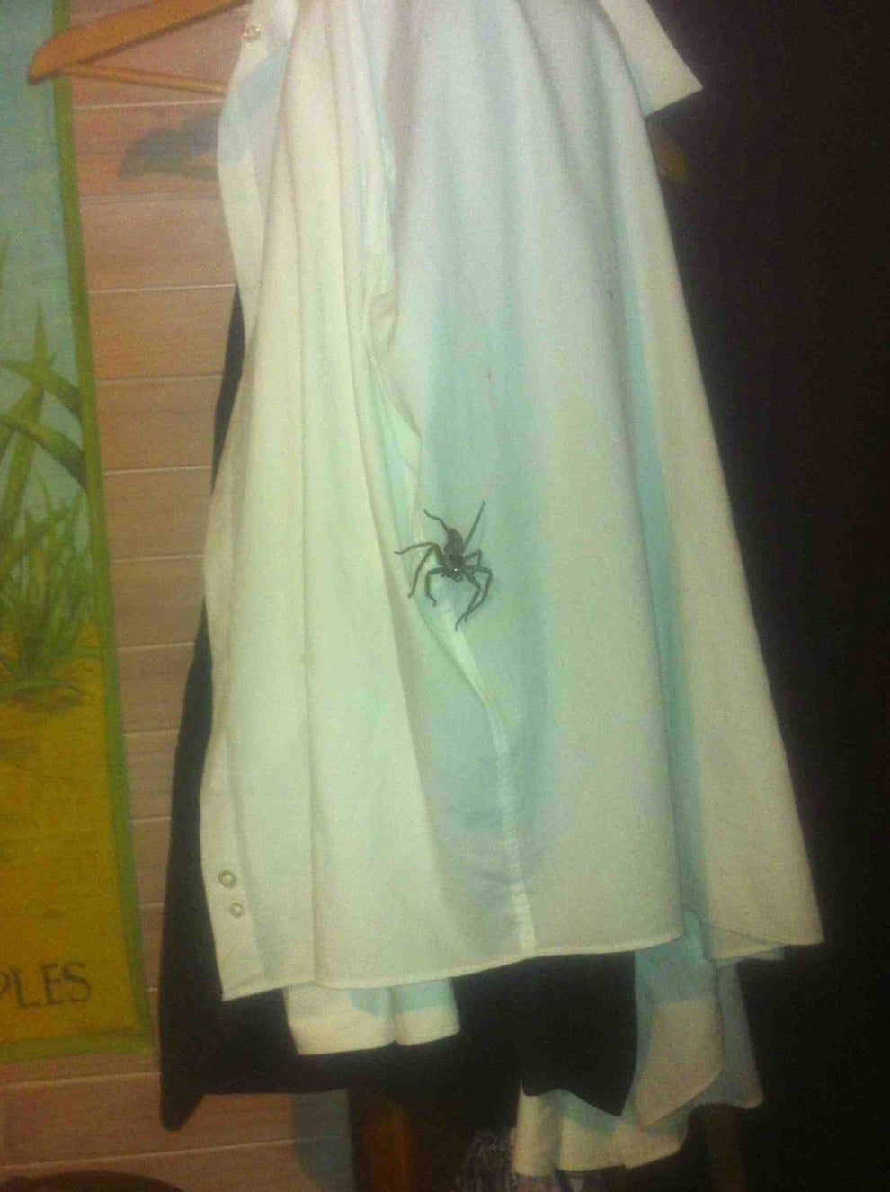 23 Photos That Prove Nowhere Is Safe From Spiders