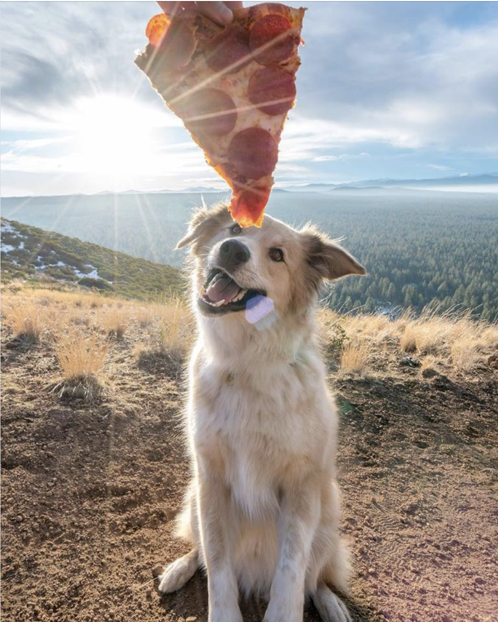 21 Very Good Doggo Posts From This Week, Ya Know, Just ICYMI!!!!!!