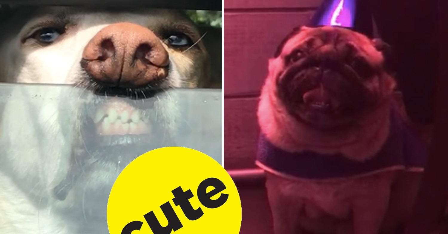 21 Very Good Doggo Posts From This Week, Ya Know, Just ICYMI!!!!!!
