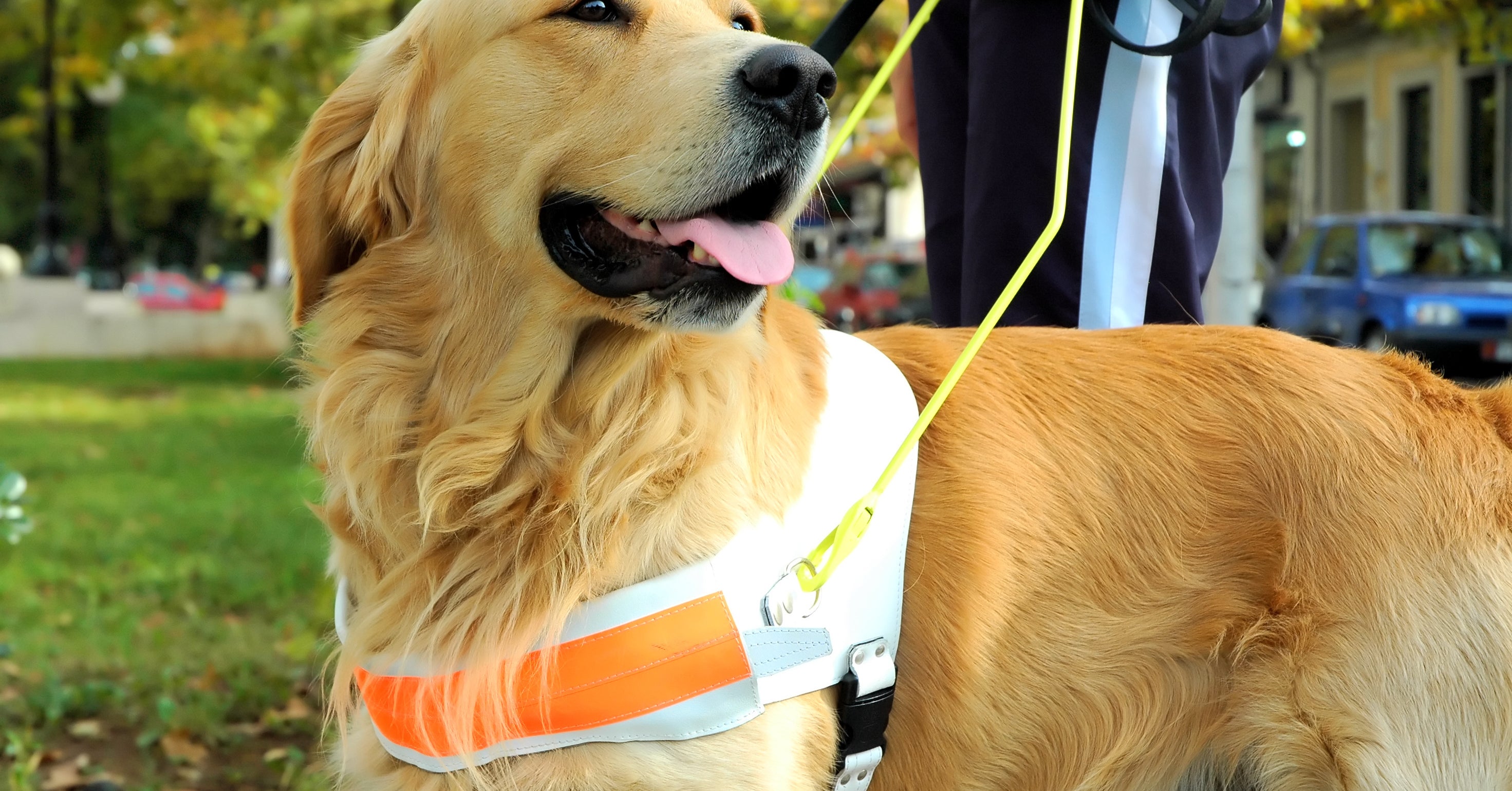 19 Ridiculous Things People With Guide Dogs Experience