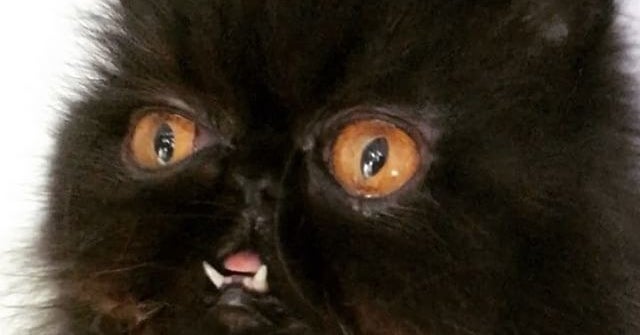 Hi, Have You Heard This Snorting Cat?!