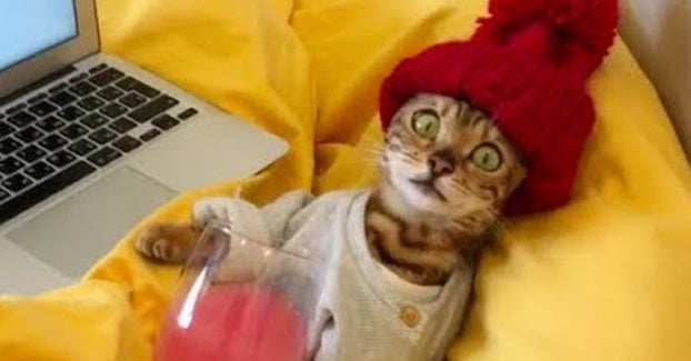 12 Cats Whose Relaxation Game Is On A Whole Other Level