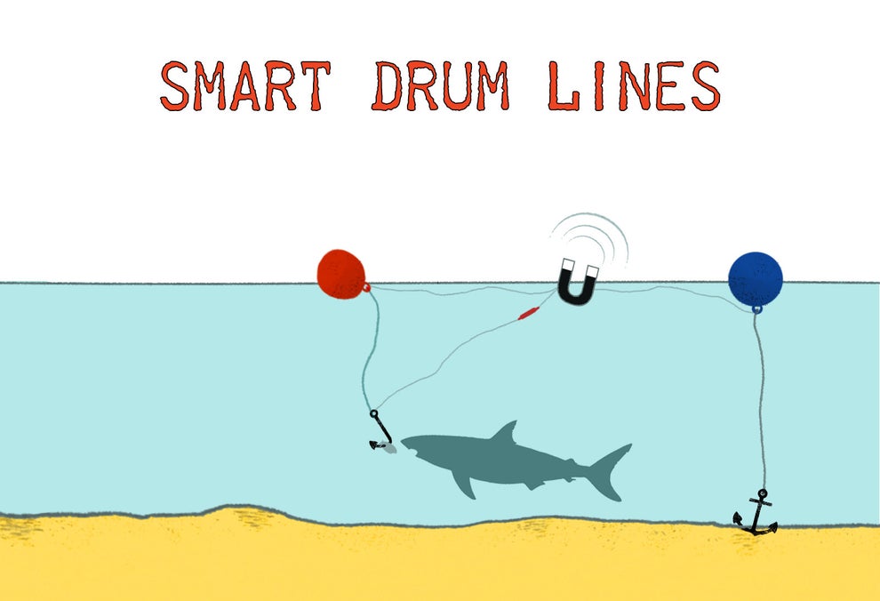 Here's What You Need To Know About Australia's SMART Drum Lines Being ...