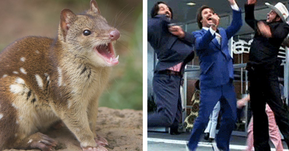 These Eastern Quoll Babies Are The First To Be Born In The Wild On The ...