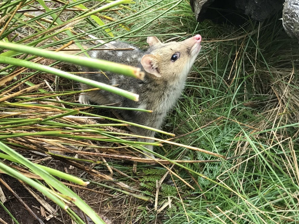 These Eastern Quoll Babies Are The First To Be Born In The Wild On The ...