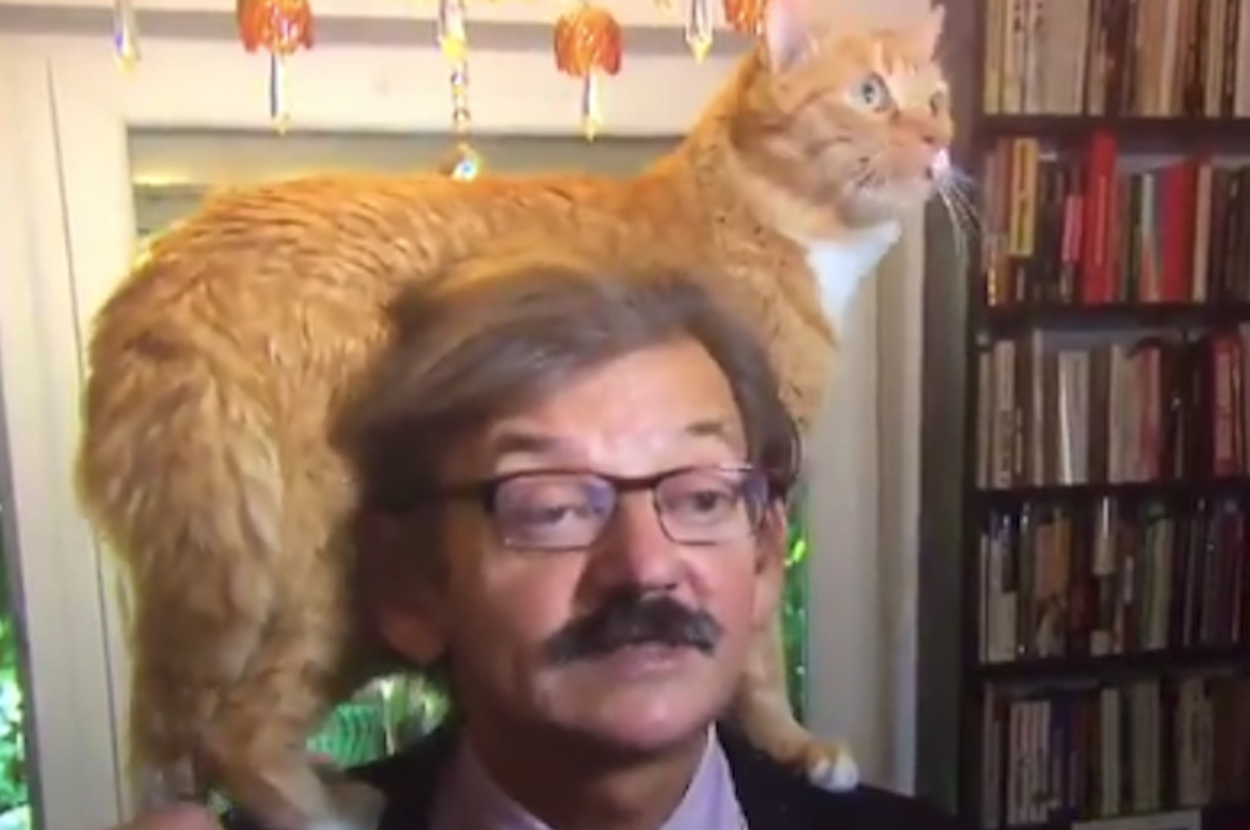 buzzfeed cat interview