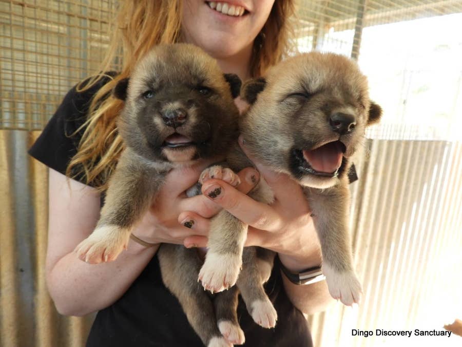 dingo pups development