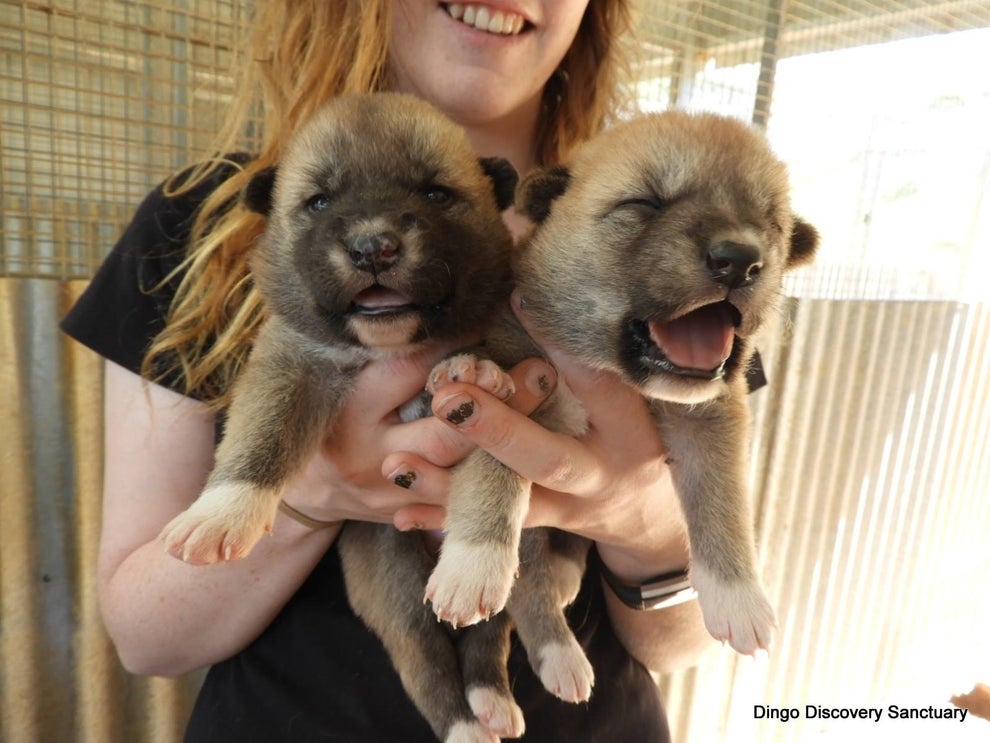 These Photos Of Baby Dingoes Will Make You Forget That They're Predators
