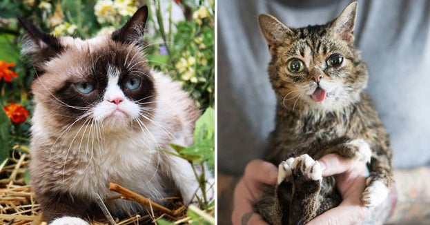 It’s Time To Find Out Which Internet Cat Matches Your Personality Best