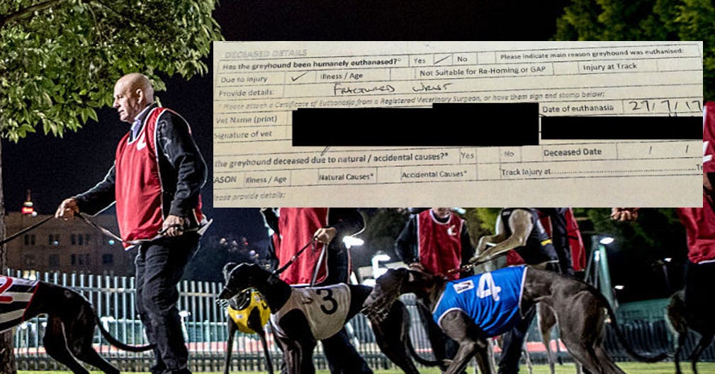 Hundreds Of Racing Greyhounds Have Been Euthanised Since April Last ...