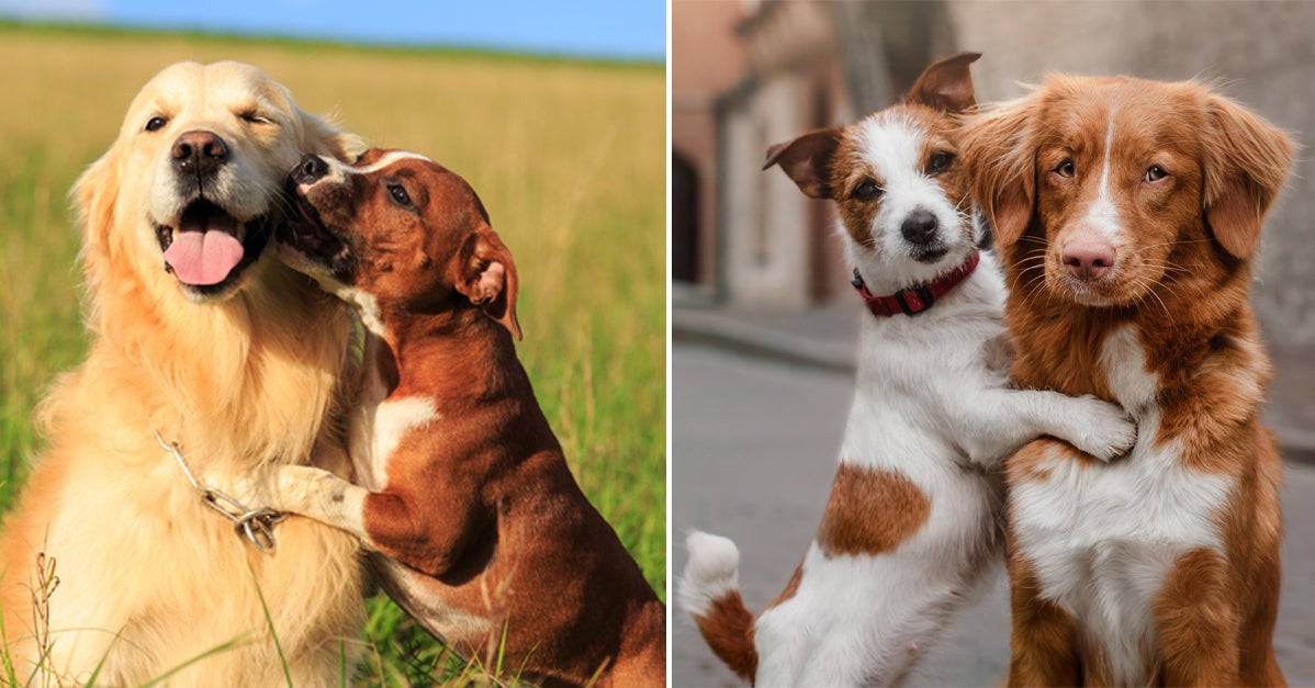 Todos somos una combinación de dos razas de perritos, ¿cuál eres tú?