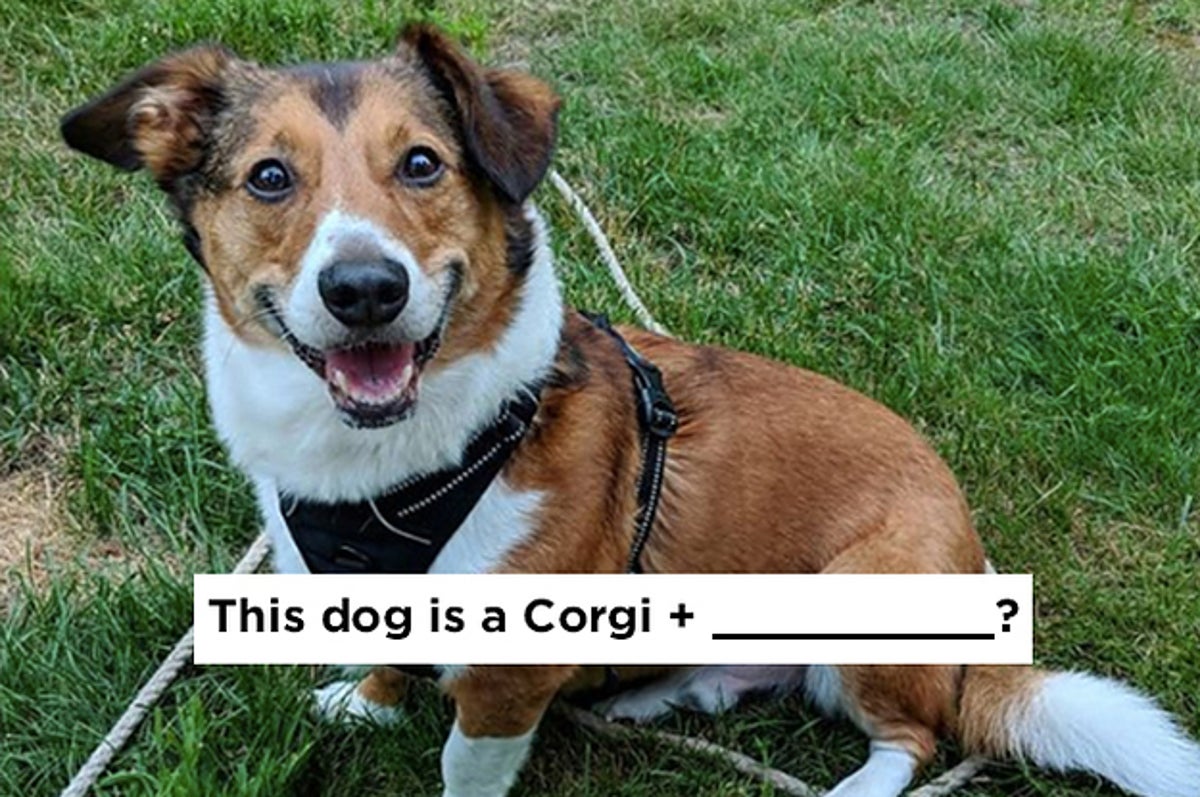How To Identify What Breed Of Dog You Have