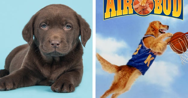 Give 10 Pups New Names And We'll Reveal Which Dog Movie You Should ...