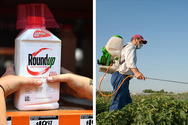 Monsanto's Herbicide Roundup Is Still Available In Australia After It ...