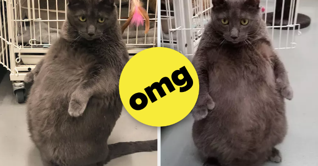 This Thicc, Lazy, High-Maintenance, Incredibly Well-Hydrated Cat Is Up ...