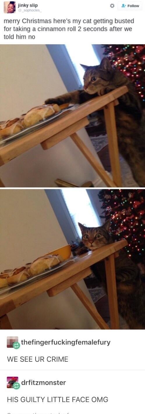 31 Tumblr Posts About Cats That You Absolutely Need To See Right This ...