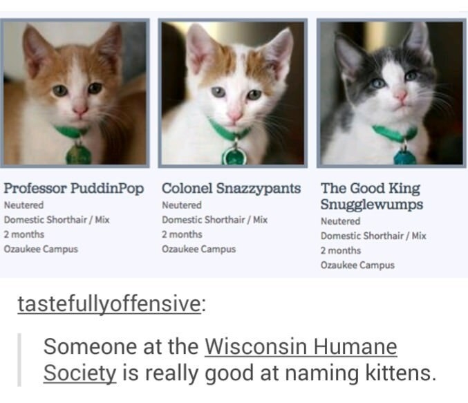 31 Tumblr Posts About Cats That You Absolutely Need To See Right This ...