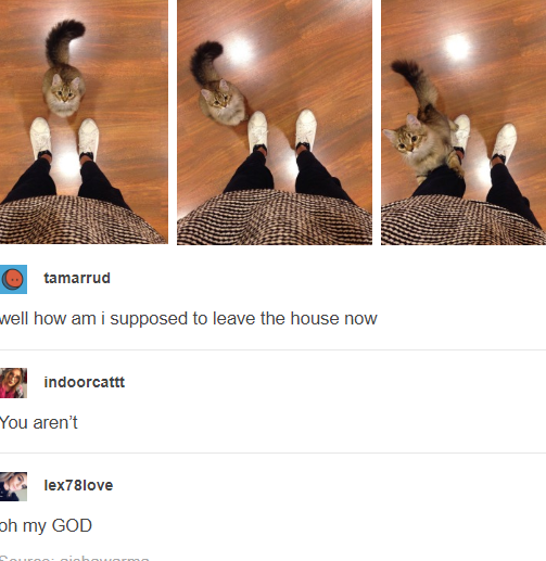 31 Tumblr Posts About Cats That You Absolutely Need To See Right This ...