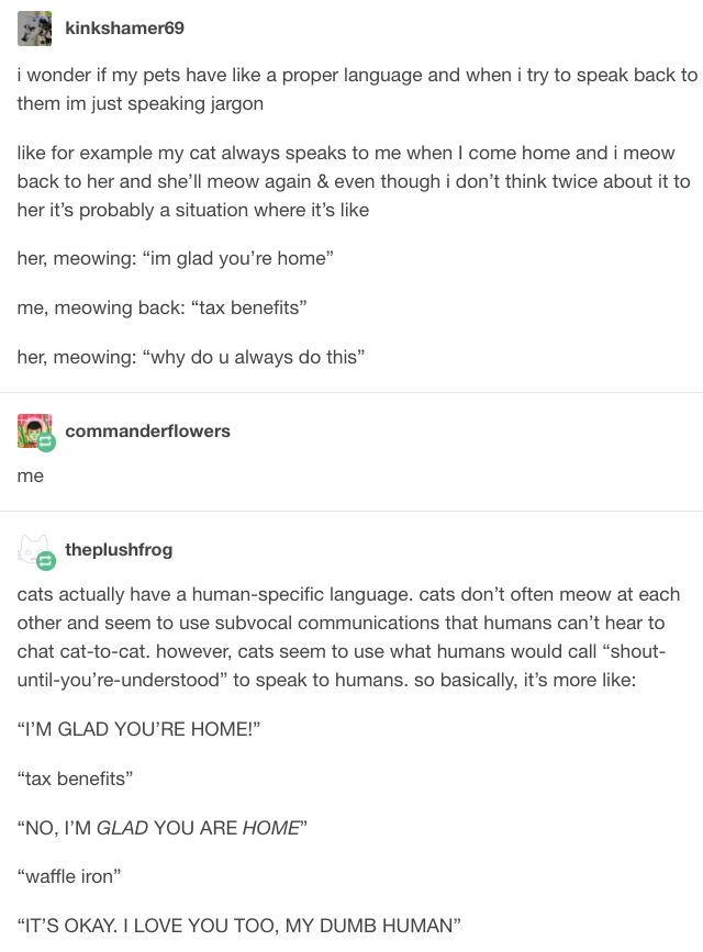 31 Tumblr Posts About Cats That You Absolutely Need To See Right This ...
