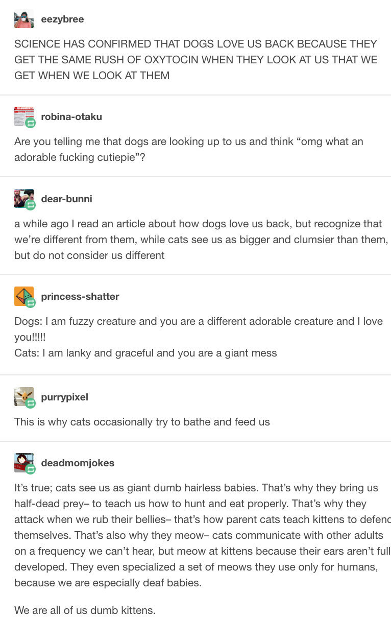 31 Tumblr Posts About Cats That You Absolutely Need To See Right This ...
