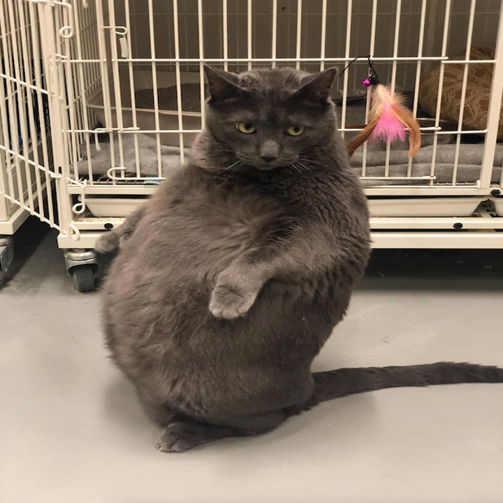 Bruno The Thicc Cat Got Adopted By An Owner Just As Extra As He Is