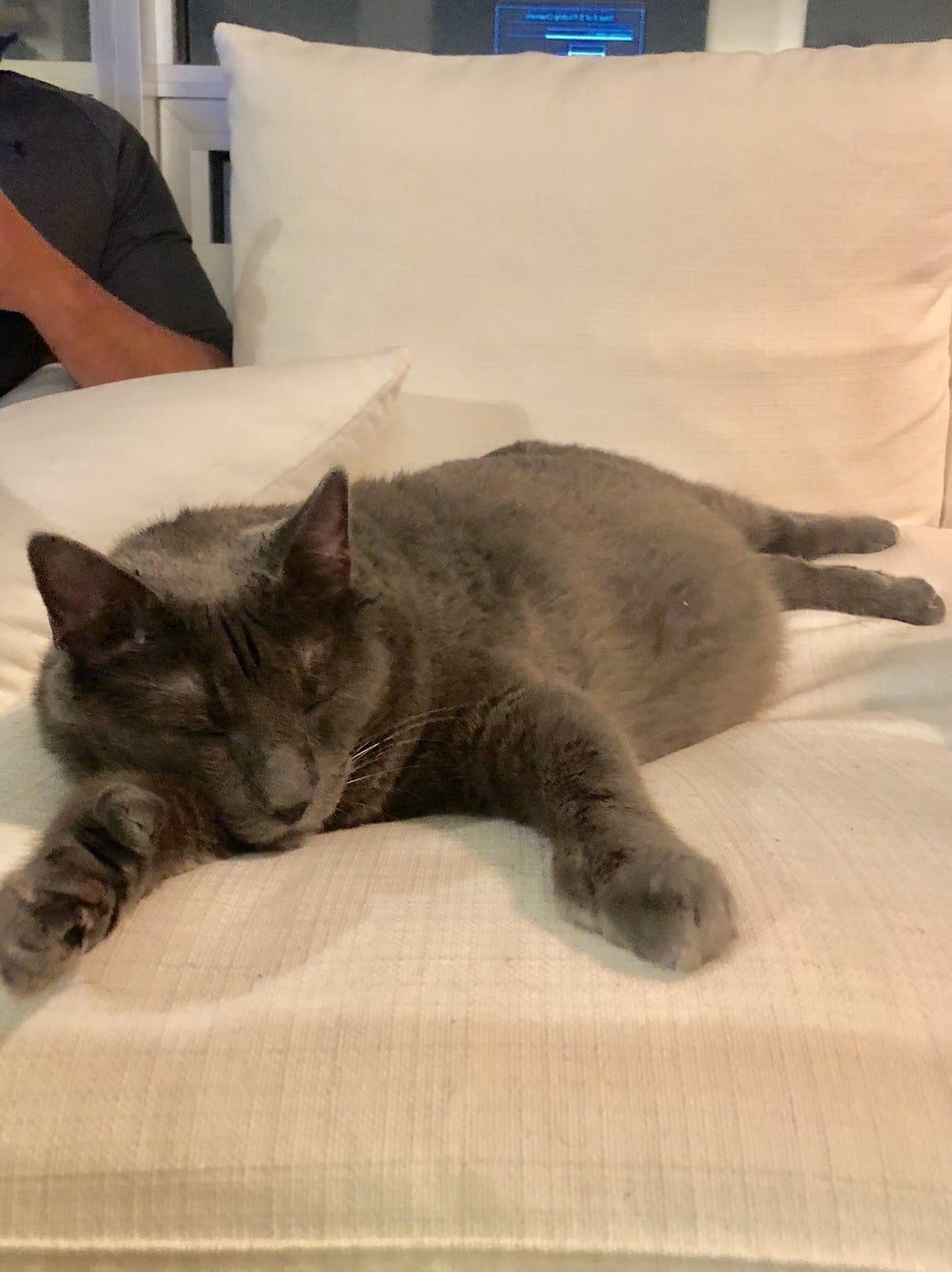 Bruno The Thicc Cat Got Adopted By An Owner Just As Extra As He Is