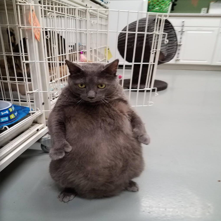 Bruno The Thicc Cat Got Adopted By An Owner Just As Extra As He Is