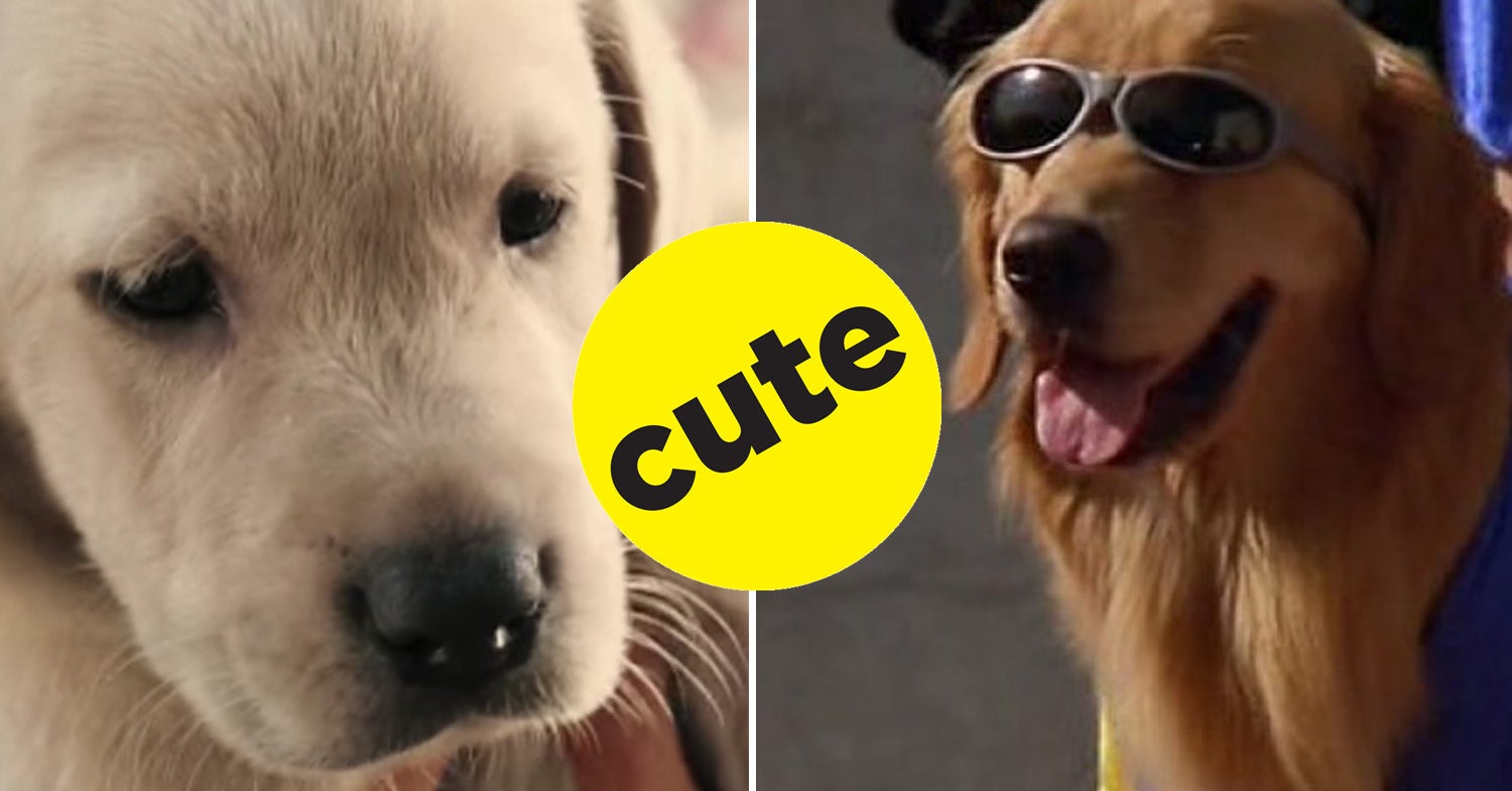 Here's Everything You Need To Know About The Snoot Challenge