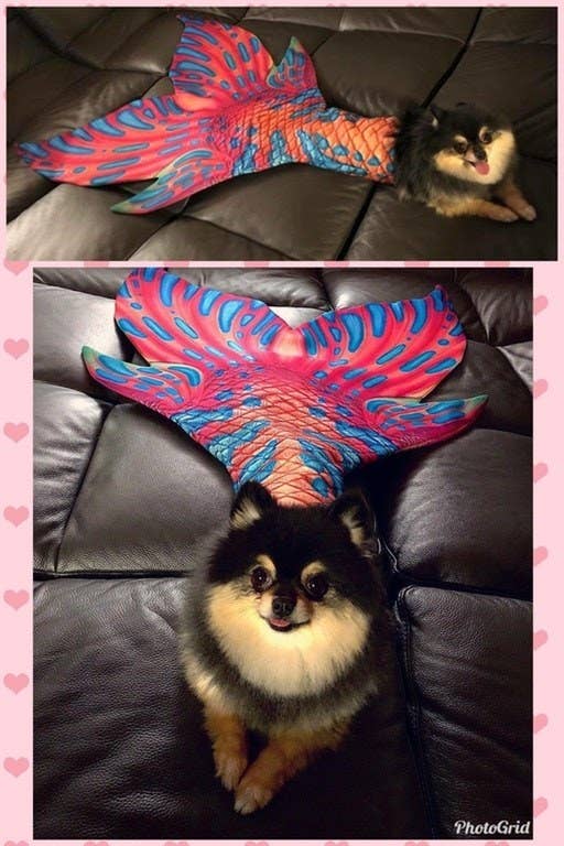 21 Very, Very Goob Dog Posts From This Week