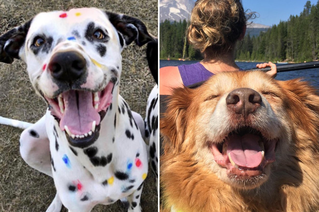 21 Very, Very Goob Dog Posts From This Week