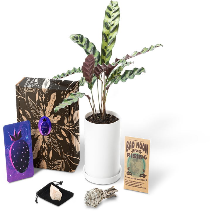 17 Cool New Subscription Boxes That'll Bring Joy To Your Life