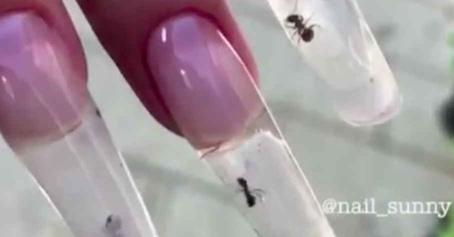 People Are Calling This Ant Manicure Animal Cruelty