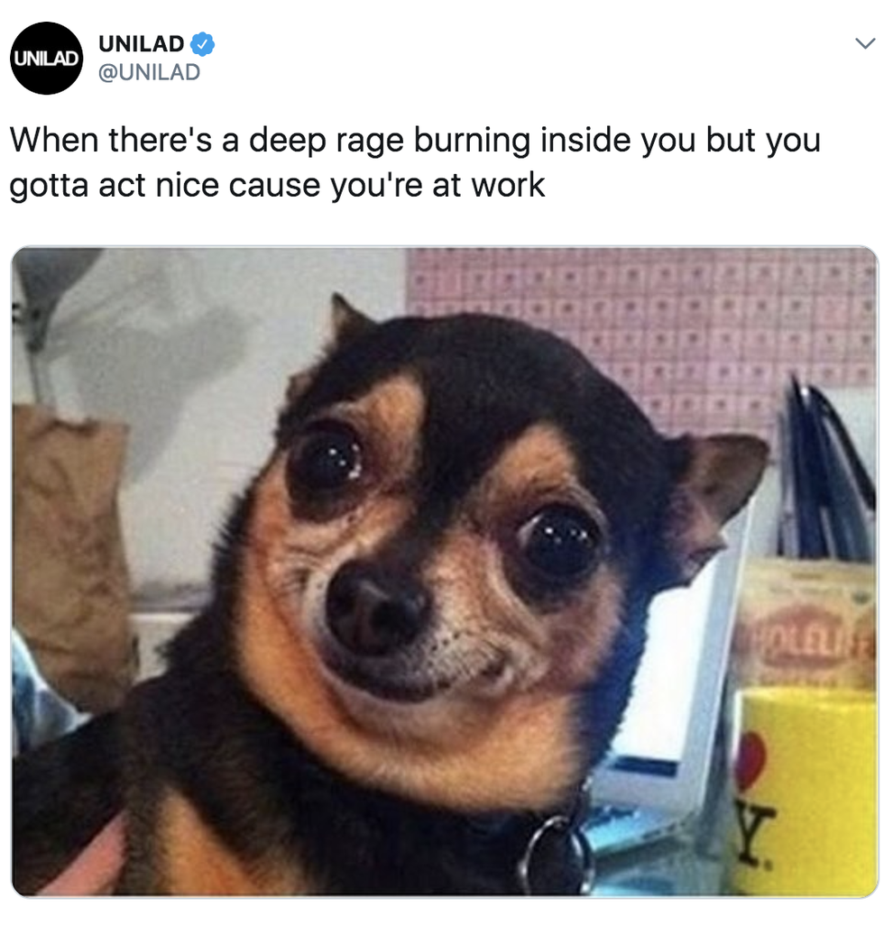 100 Chihuahua Memes That'll Make You Laugh Harder Than You Should