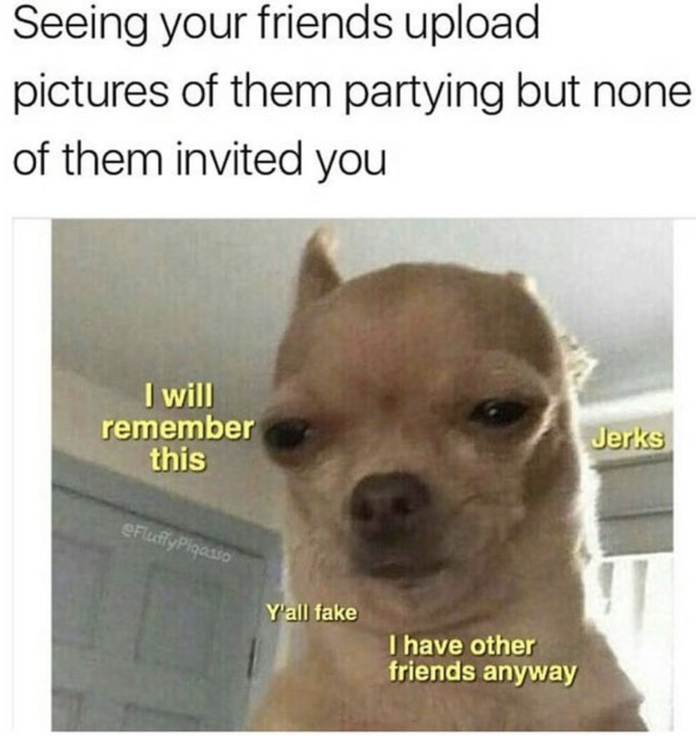 100 Chihuahua Memes That'll Make You Laugh Harder Than You Should