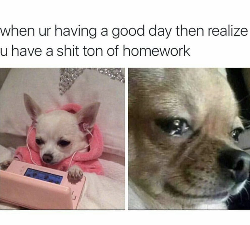 100 Chihuahua Memes That'll Make You Laugh Harder Than You Should