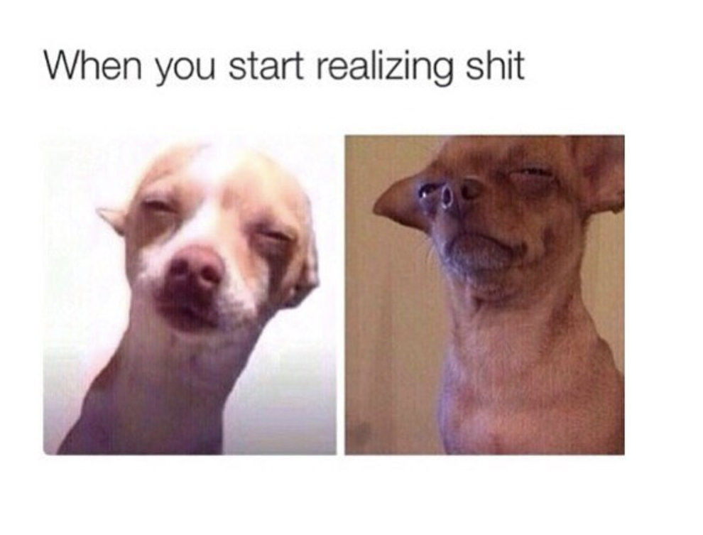 100 Chihuahua Memes That'll Make You Laugh Harder Than You Should
