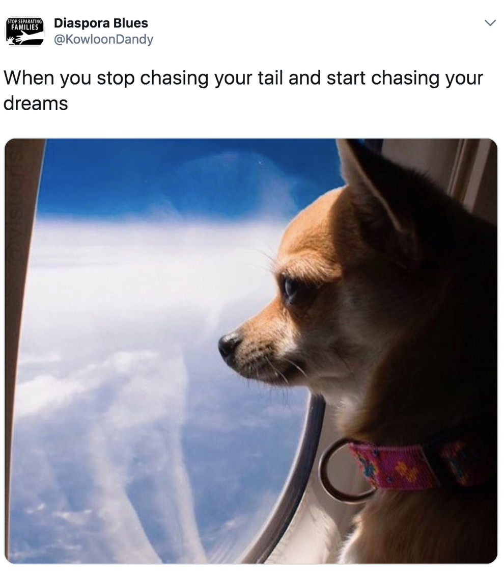 100 Chihuahua Memes That'll Make You Laugh Harder Than You Should