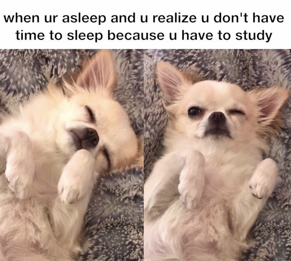100 Chihuahua Memes That'll Make You Laugh Harder Than You Should